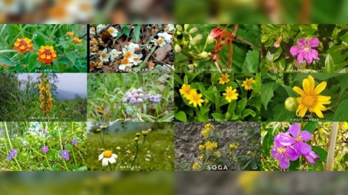 BUNGA-BUNGA DI GUNUNG BANDUNG RAYA #1: Dari Saliara hingga Soga ...